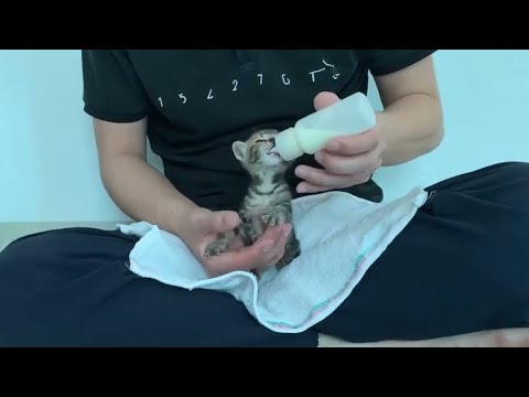 These Hungry Kittens Couldn’t Wait for Their Milk!