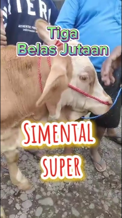 Tiga Belas jutaan | Sapi pedet jantan Simental Di pasar sapi#cow #hargasapi #simental - YouTube