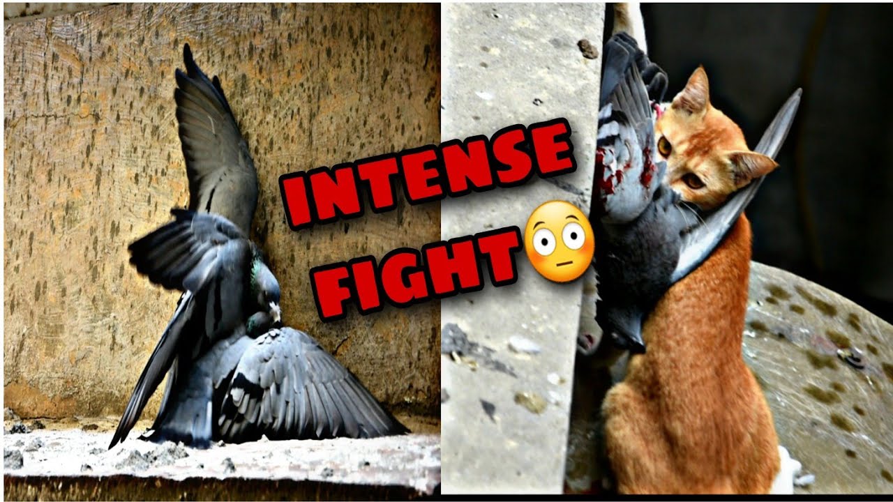 Fighting Birds and Love Birds | Pigeon Fight | Wildlife Tourism DP ...