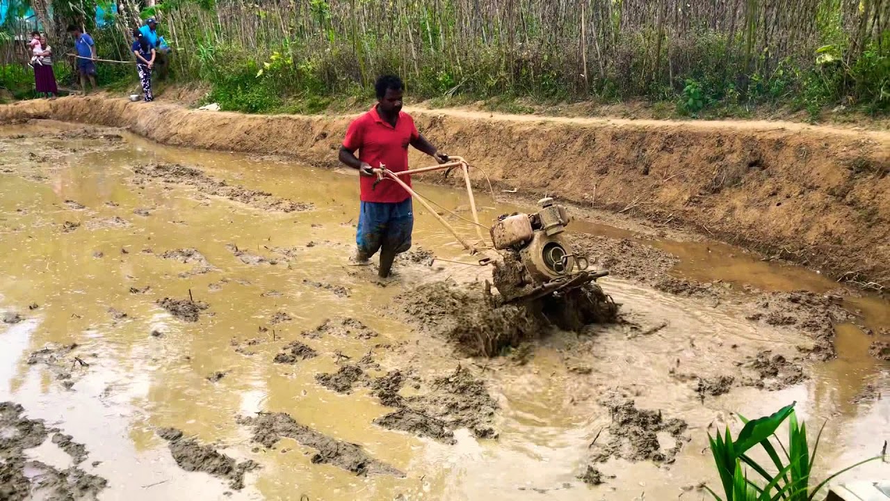 Preparing and planting paddy plants - part2 - YouTube