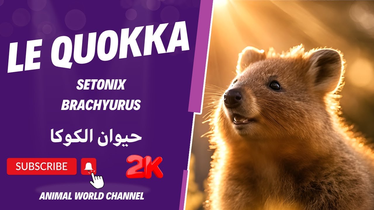 Le Quokka : Le Sourire de l'Australie - YouTube