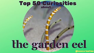 Top 50 Curiosities About the Garden Eel