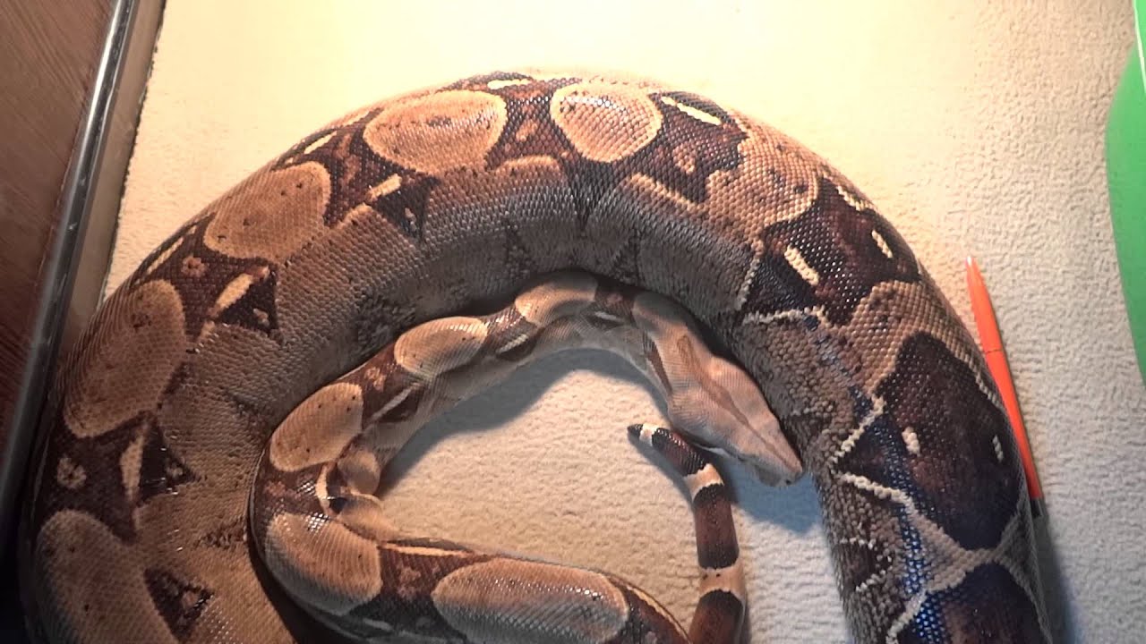 Pregnant boa constrictor - YouTube