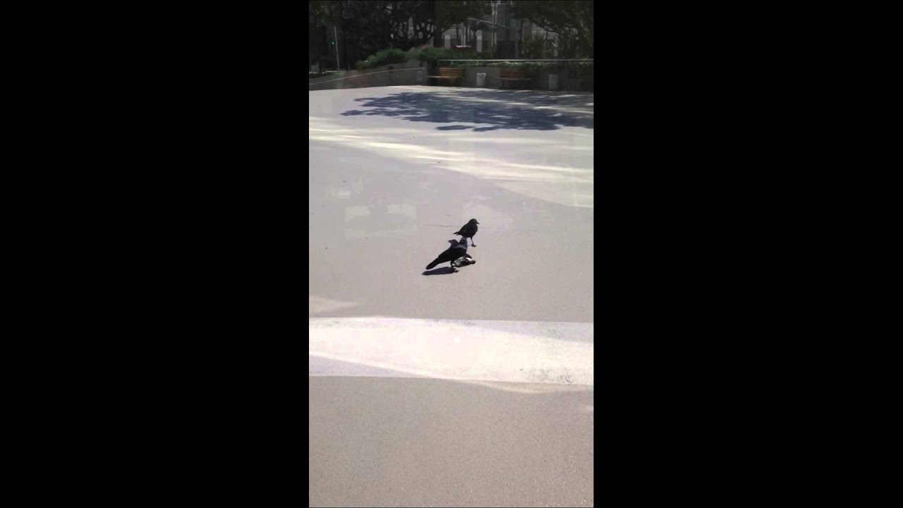 Big bird eating live small bird - YouTube