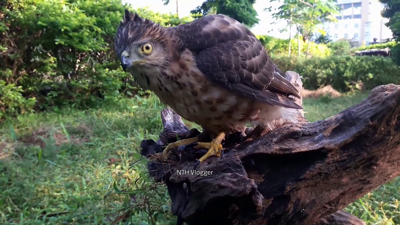 Harpy Eagle Eating Fish Alive - YouTube