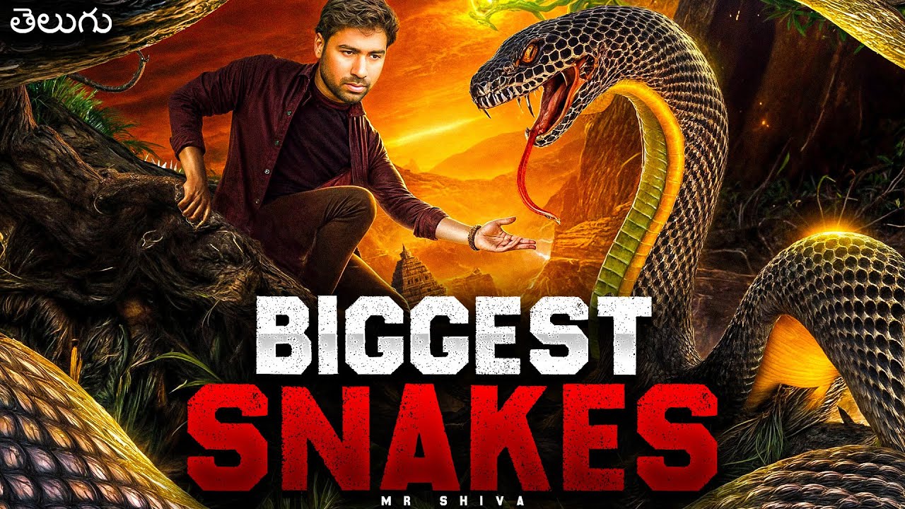 Biggest Snakes Spotted In Our World | Snakes | Interesting Facts | MR ...