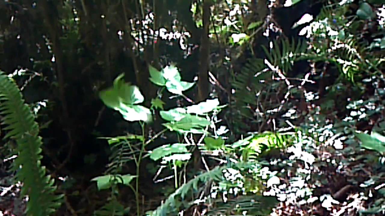 Moving leaf - YouTube