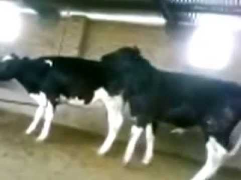 Toro queire montarse a la vaca,pero no puede y se cae .muy chistoso ...