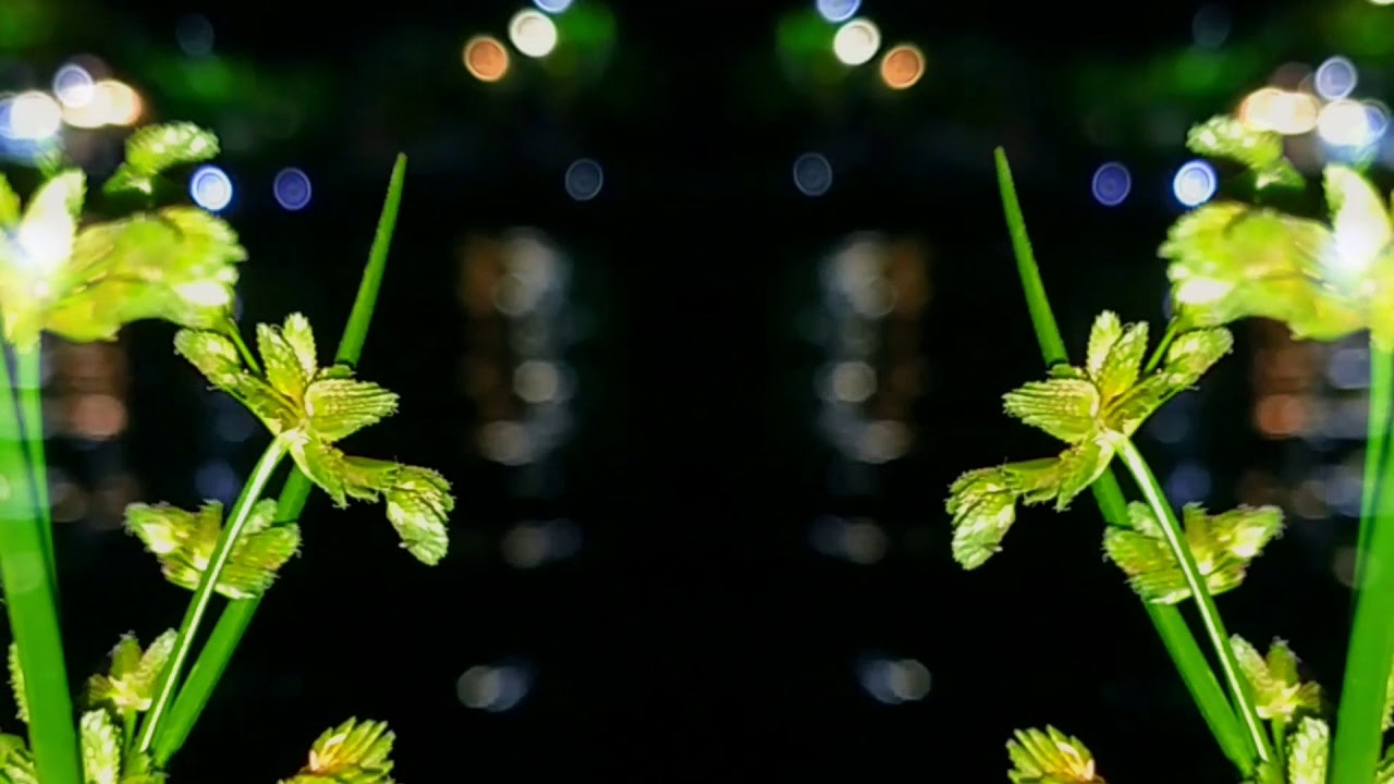 Free footage background video | nature in the night - YouTube