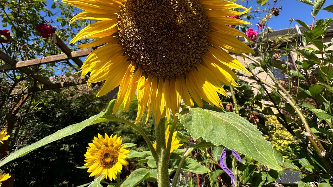 APPLE AND SUNFLOWER - YouTube