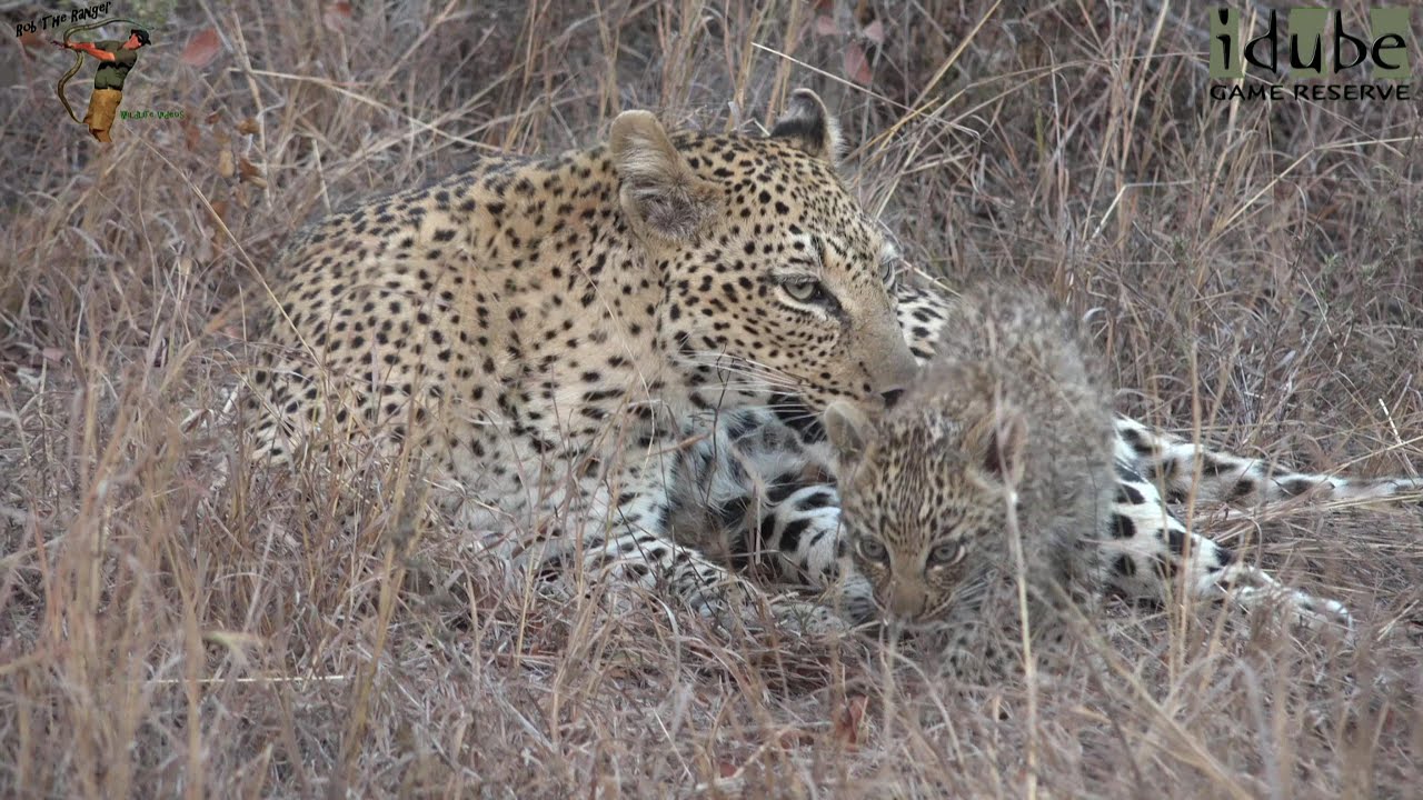 Leopard Family, Part 7 - YouTube