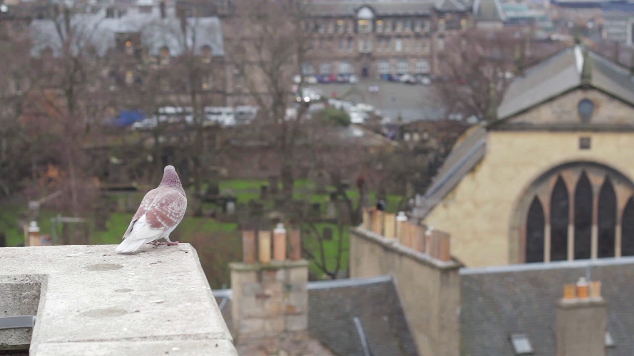 Kenneth Stewart - Pigeon in Edinburgh - YouTube