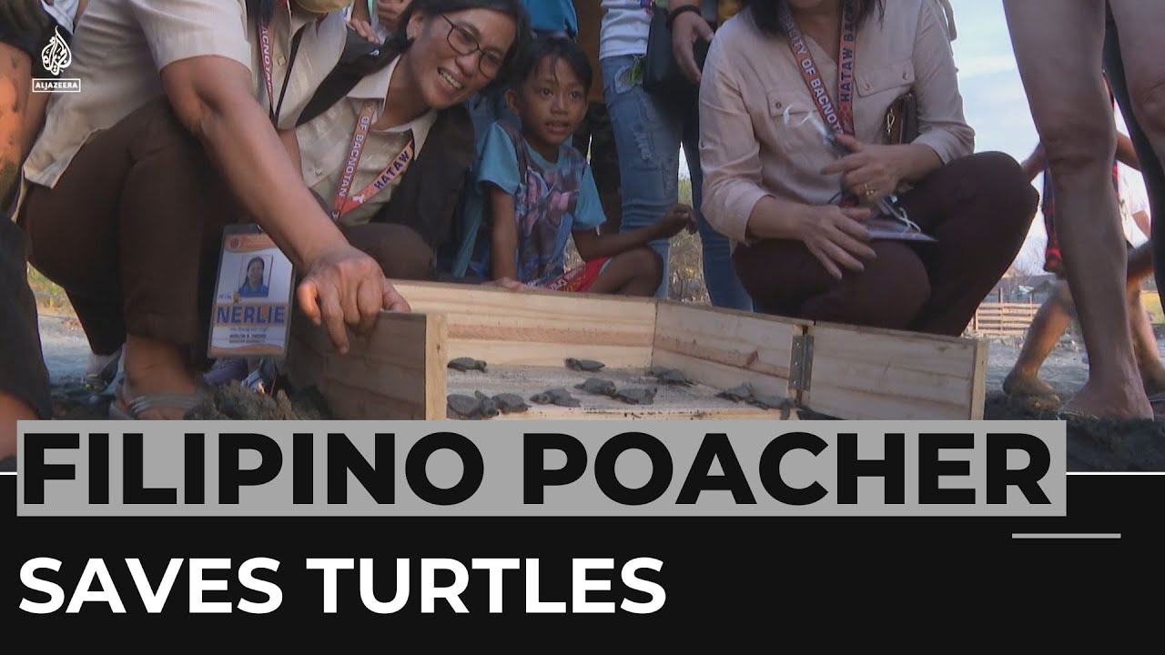 Reformed Filipino poachers help save endangered turtles - YouTube