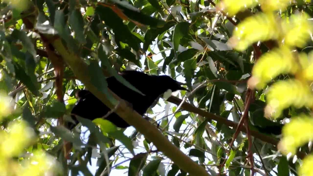 Native Tui Bird Singing/Calling - 720p HD - YouTube