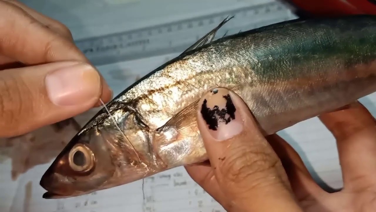 1913521064_I Putu Agung Baira Dhanandjaya_Ikan layang (Decapterus ...