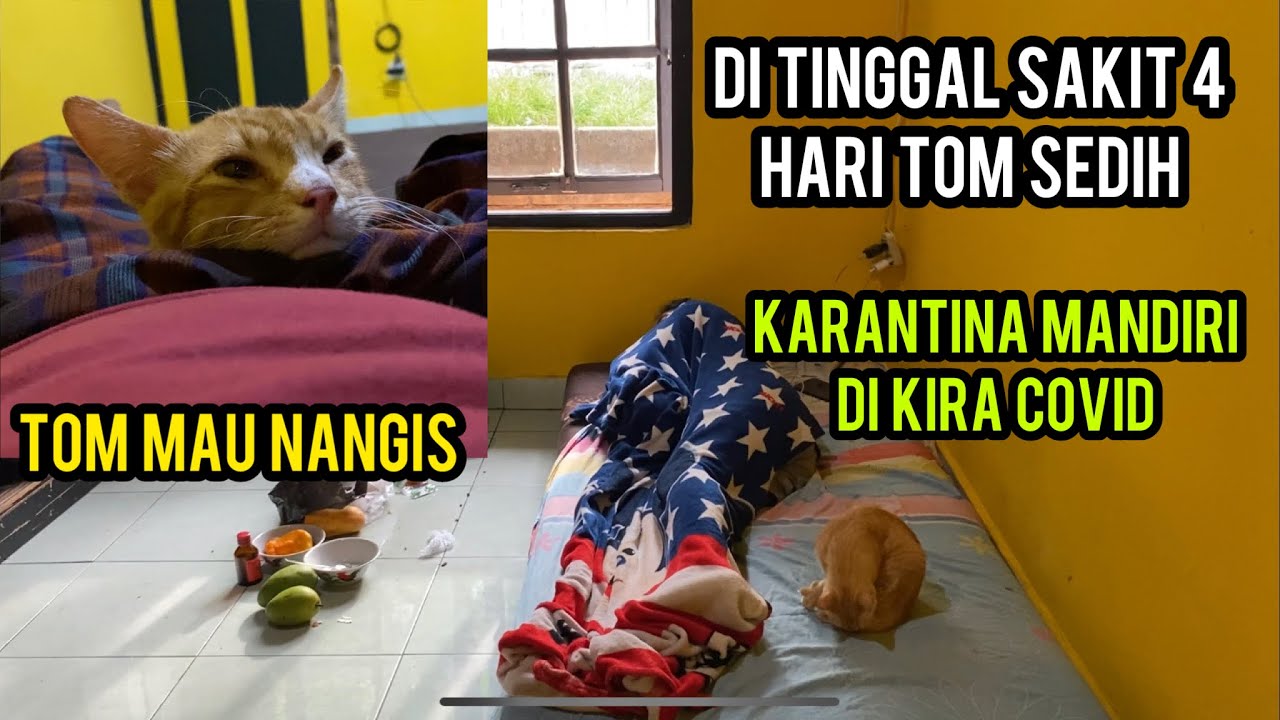 Kucing Tom Setia Banget Menemani Di Saat Aku Sakit..! - YouTube