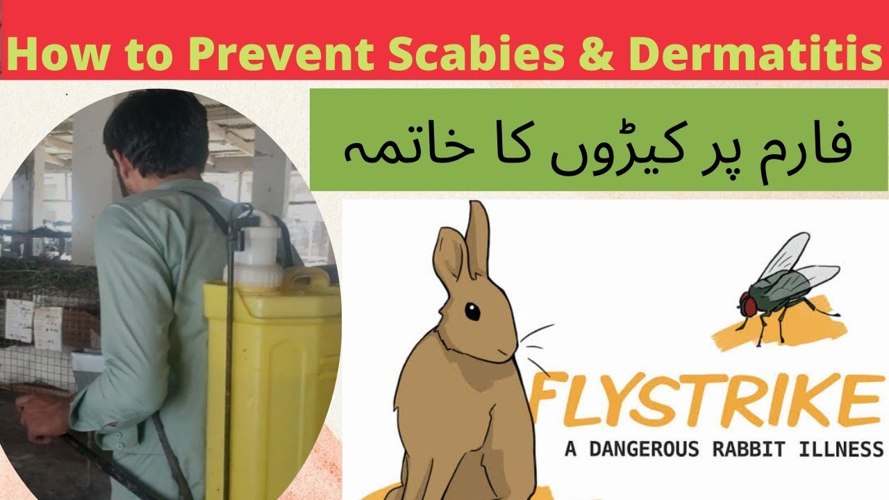 How to Prevent Lice, Flies & Dermatitis in Rabbits// فارم پر چیچھڑ ...
