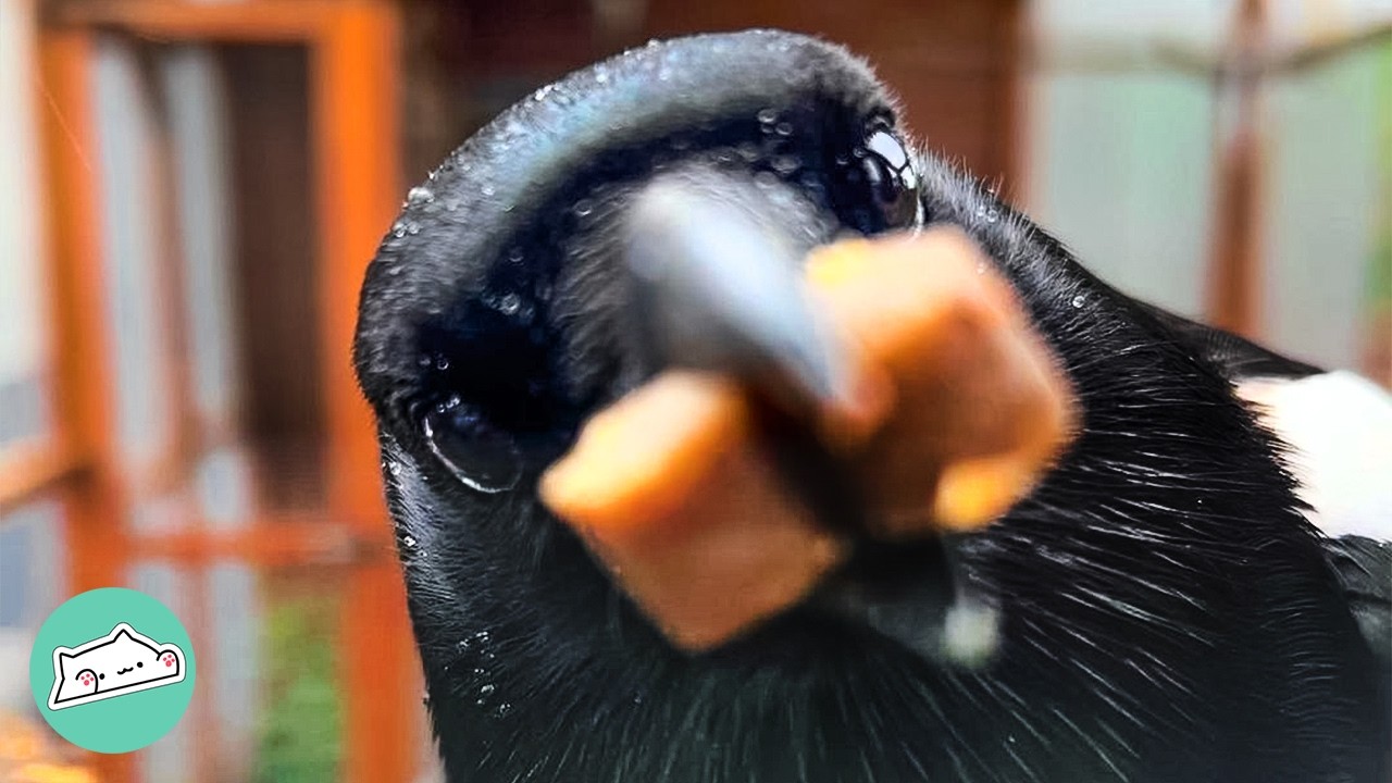 Woman Rescued Injured Baby Magpie, Now Every Day Is Fun | Cuddle ...