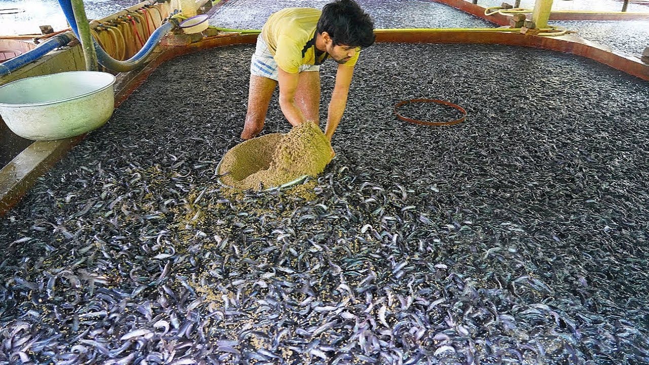 Medicated Feeds for Hybrid Magur Fish Farming Business | Catfish ...