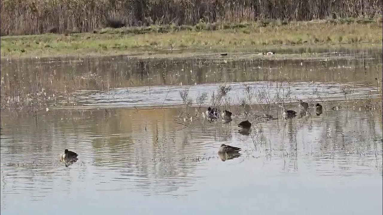 2024-11-21 (I) Naravni rezervat Izliv Soče - YouTube