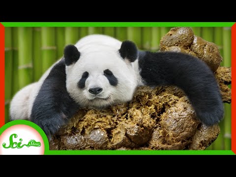 Why Pandas LOVE Rolling in Horse Manure