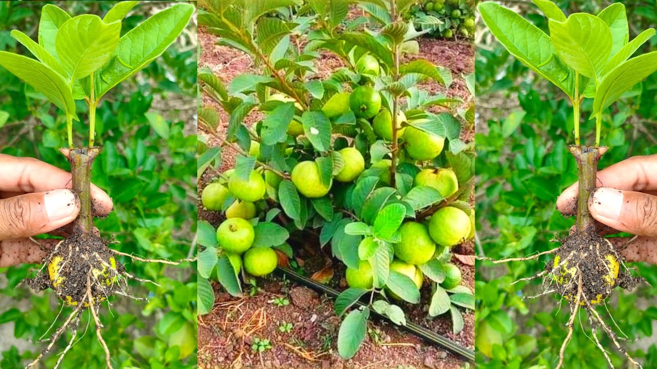 How to grow Guava Tree by without seeds | Best Method Guava Tree Grow ...