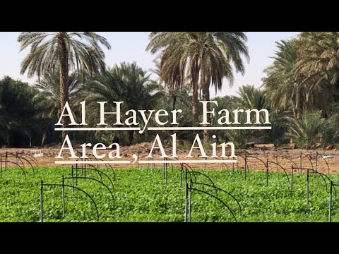 FARM | AL HAYER | AL AIN | പച്ചപ്പ്നിറഞ്ഞ അൽഹയർ ഗ്രാമം - YouTube