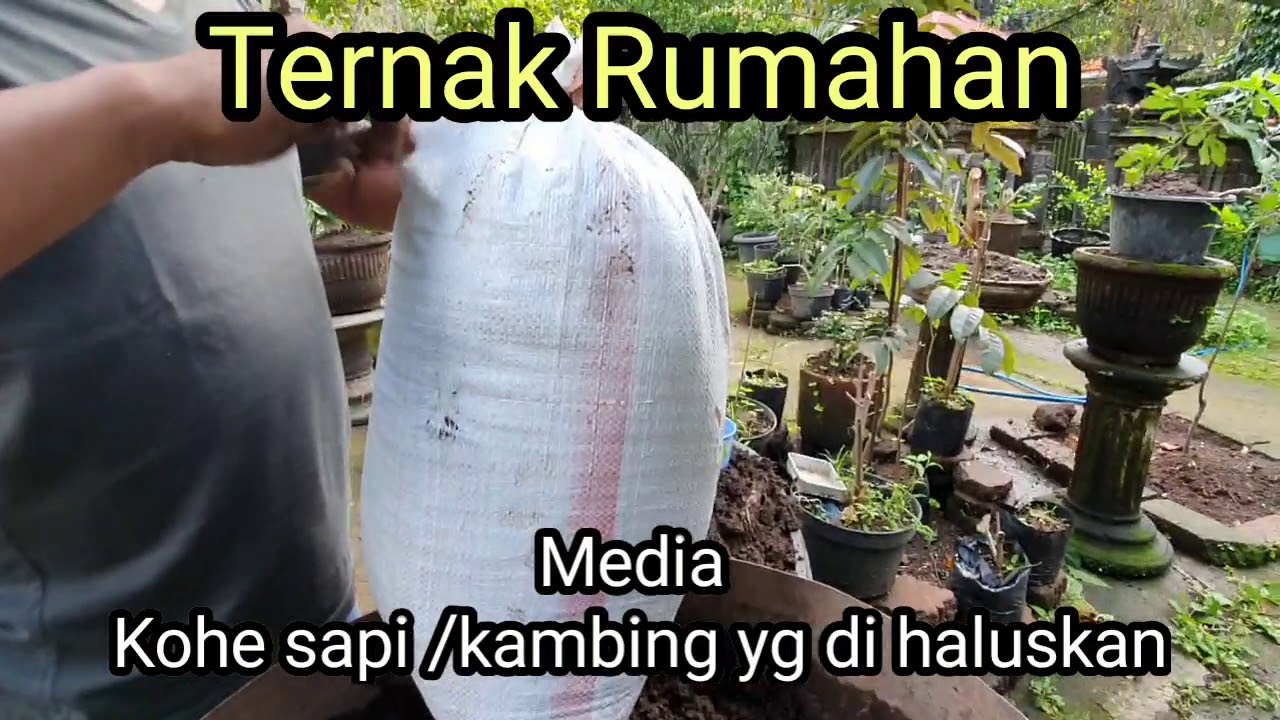 ORONG2 TERNYATA BISA DI TERNAK - YouTube