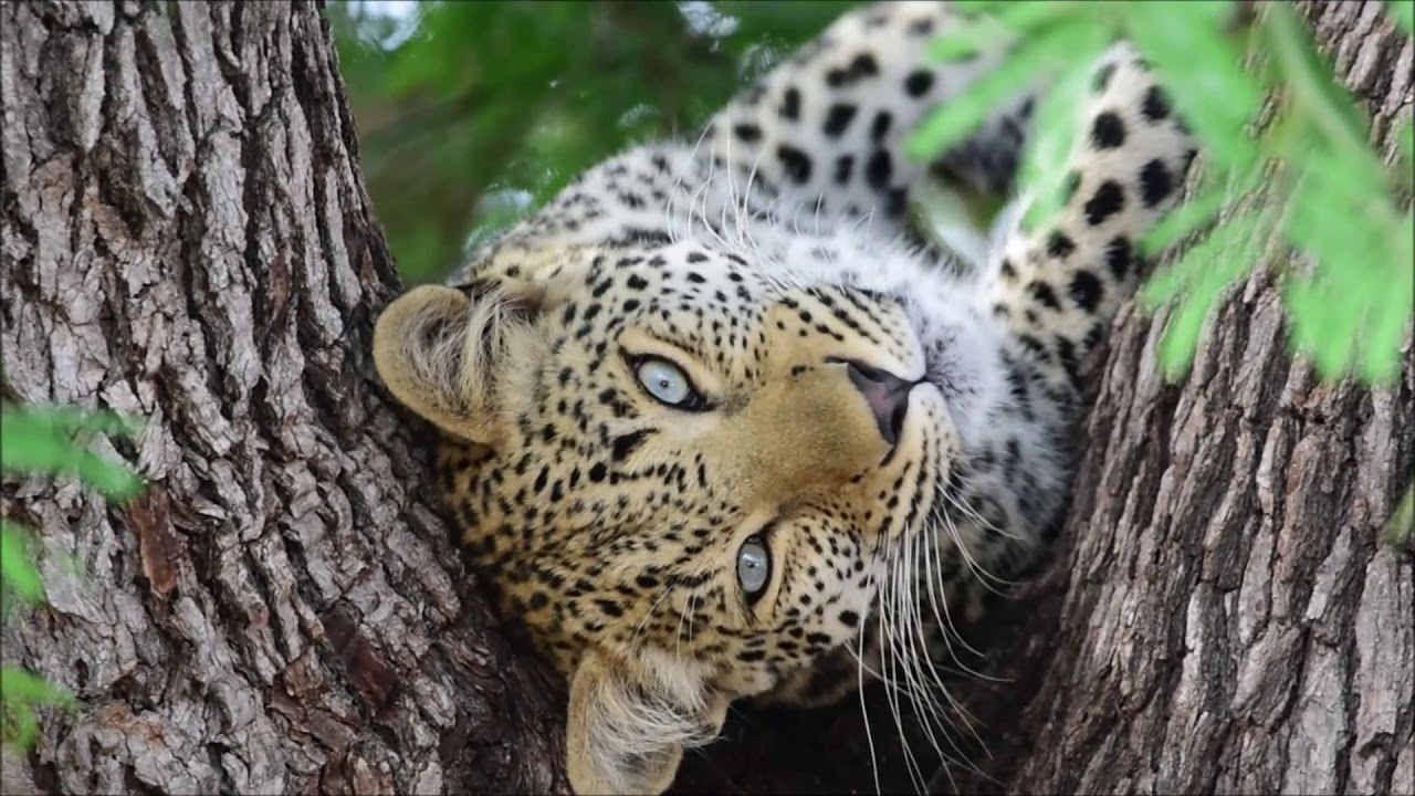 The most Beautiful Leopard ever seen! - YouTube
