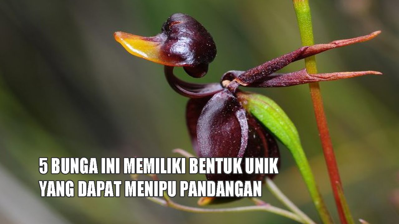 MENAKJUBKAN INILAH BUNGA DENGAN BENTUK PALING UNIK DI DUNIA - YouTube