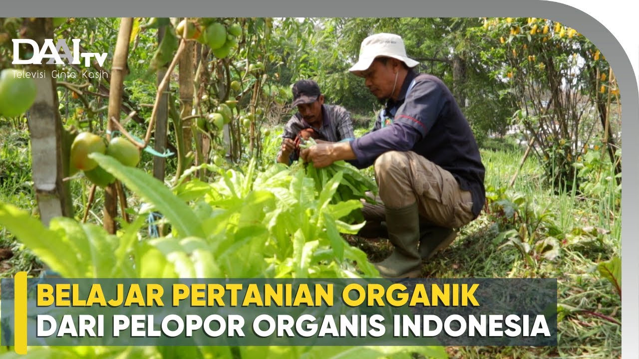 Ini Dia Pelopor Pertanian Organik di Indonesia! Sejak 1984 - Agatho Farm - YouTube