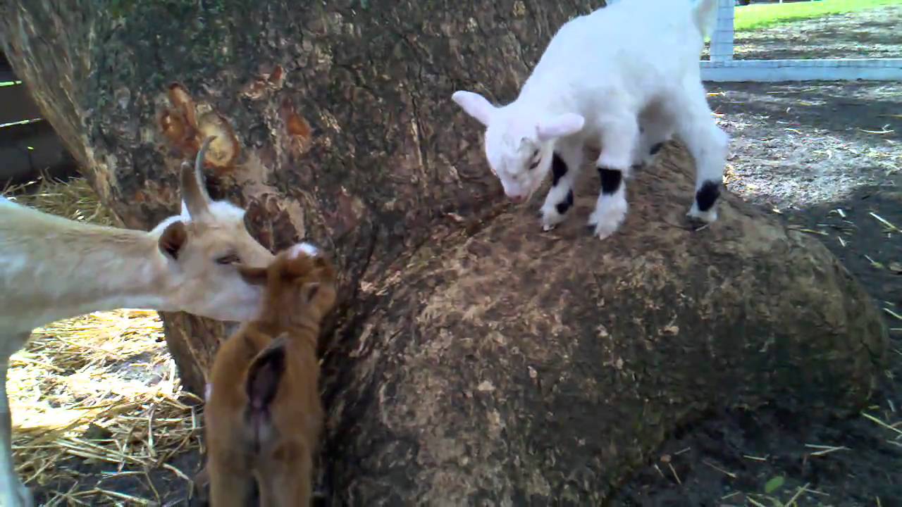 Baby Goats Climbing