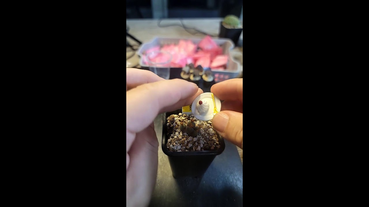 코노월드 라이브 다육식물 다육이 다육 다육홀릭 다육화분 아프리카식물 선인장 코노피튬 다육라방 다육이종류 다육이물주기 다육이분갈이 多肉植物 Succulent Youtube