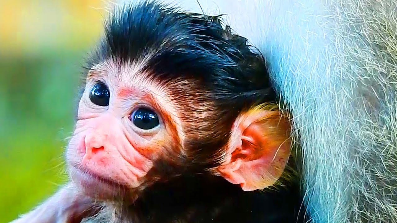 SO COMFORTABLY! VIXEN BABY MONKEY LOOK VERY CUTE TO DRINK MILK! - YouTube