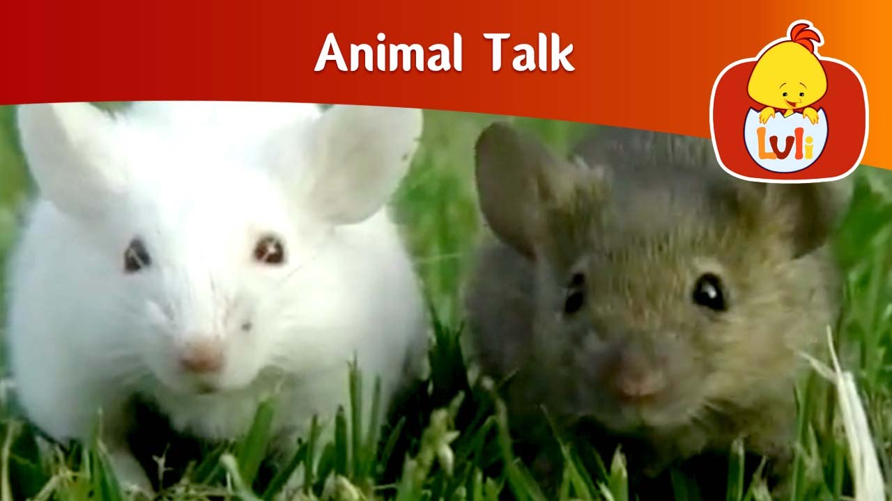 Animal Talk | The world of the mouse | Cartoon for Children - Luli TV ...