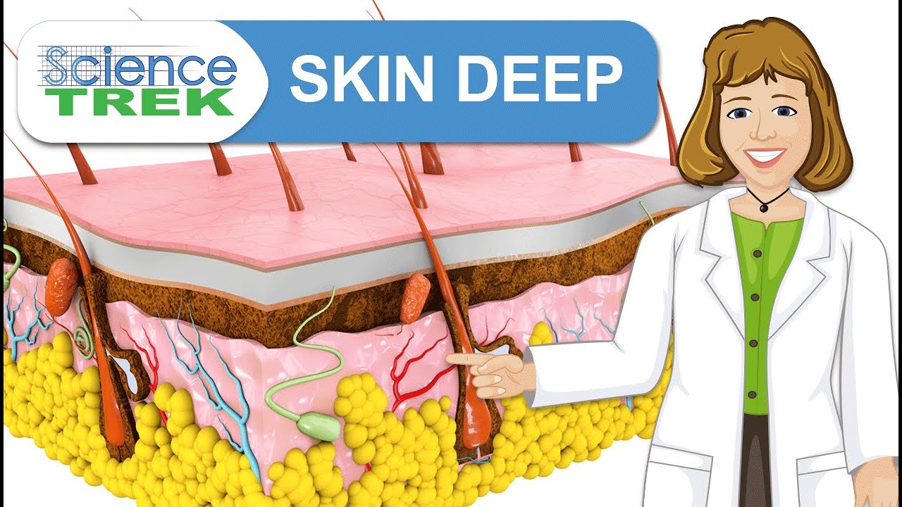 Skin: Skin Deep | Science Trek - YouTube