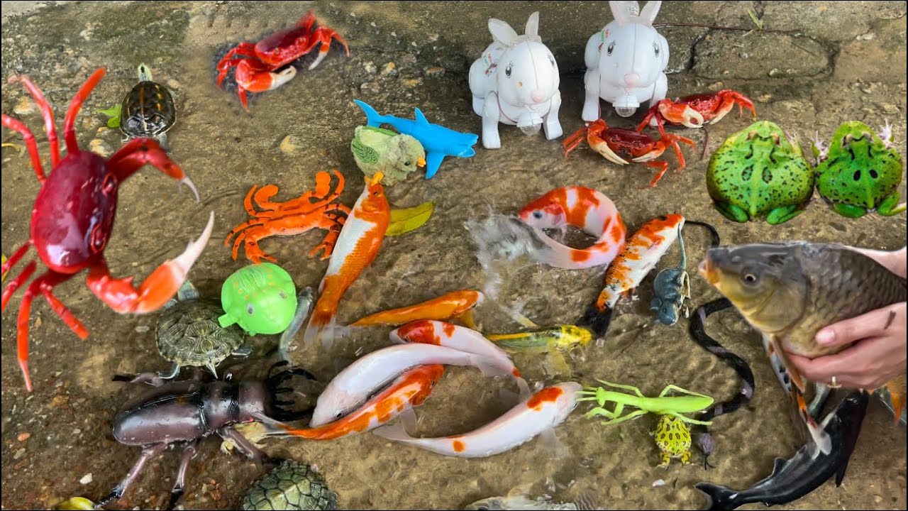 Bắt con cá cảnh dễ thương, con cá vàng bơi ở mương, cá beta , cá bảy ...