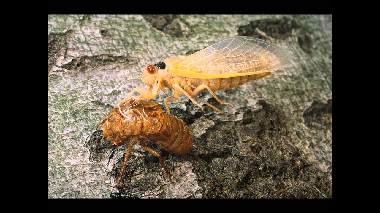 "Cicada Swarm" - Andrew Ratliff - 1987 - YouTube