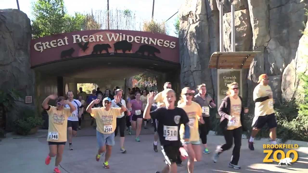 2013 Zoo Run Run at Brookfield Zoo - YouTube