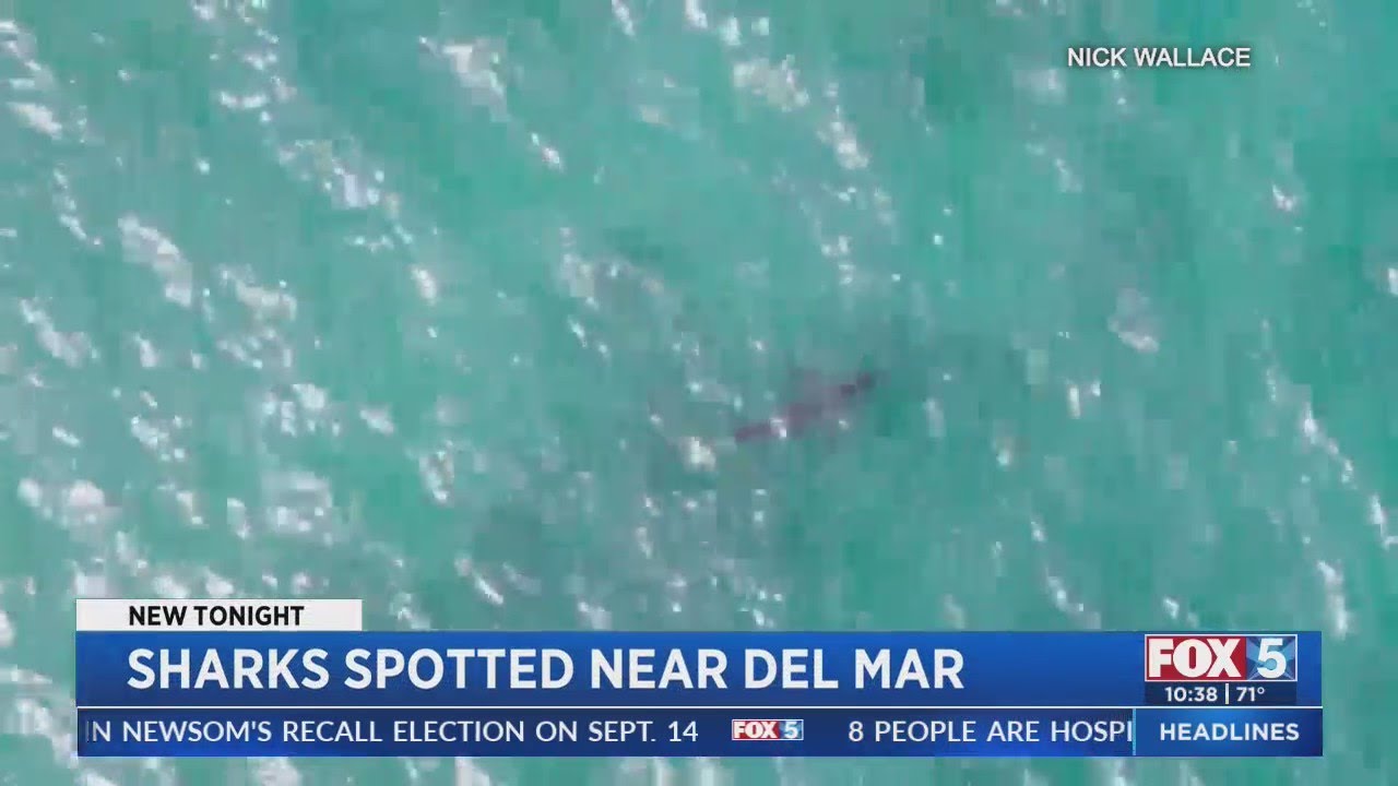 Several Sharks Spotted Near Del Mar - YouTube