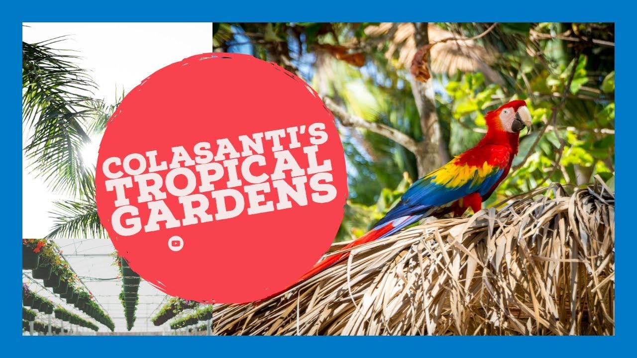 Welcome to Colasanti's Tropical Gardens - YouTube