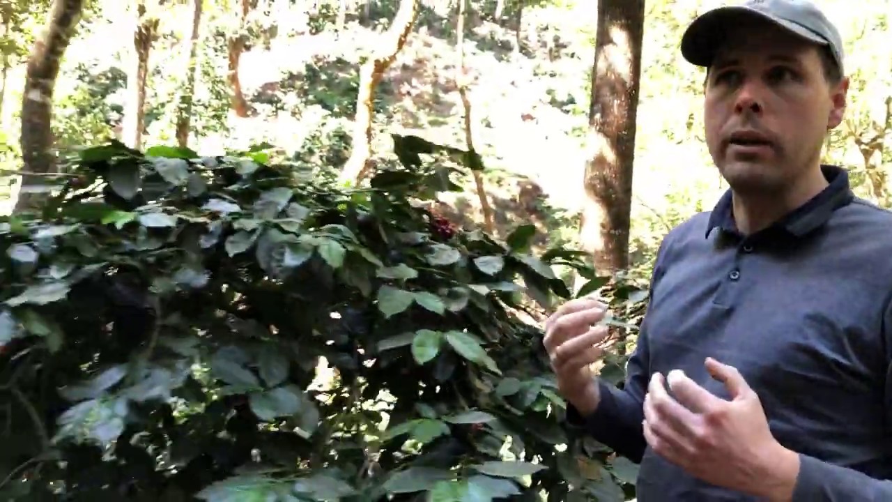 Dr. Schwarz | Selective Coffee Cherry Picking Explained - YouTube