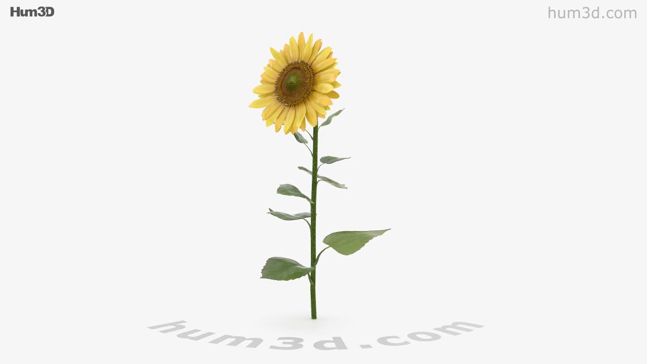 Sunflower 3D model by 3DModels.org - YouTube