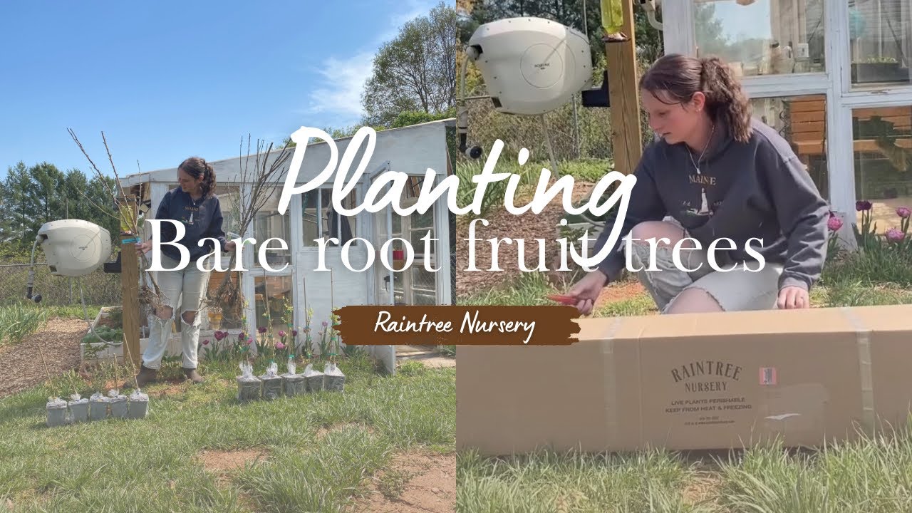 Planting Bare Root Fruit Trees | Tips & Tricks | Step-by-Step Guide for ...