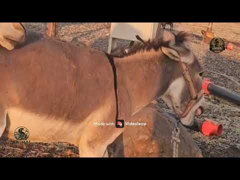 🐴 Donkeys Romance Failed 💔 | Funny Donkey Behavior in the Desert 😂 | @AnimalInsight741