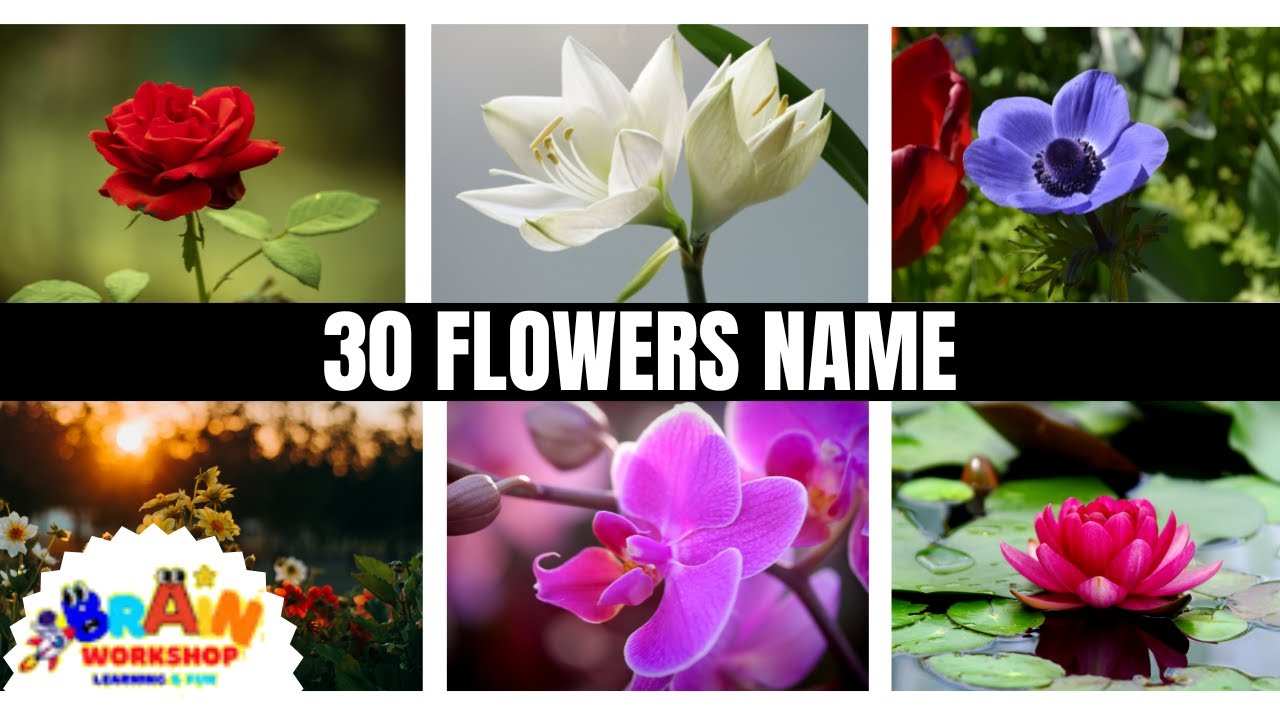 30 Flowers Name for Kids| Learn flower name|Educational Video - YouTube