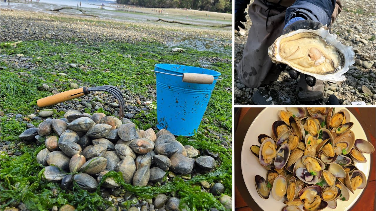Spring Clam Digging Adventure! 🦪 Fresh Manila Clams & Giant Oysters ...