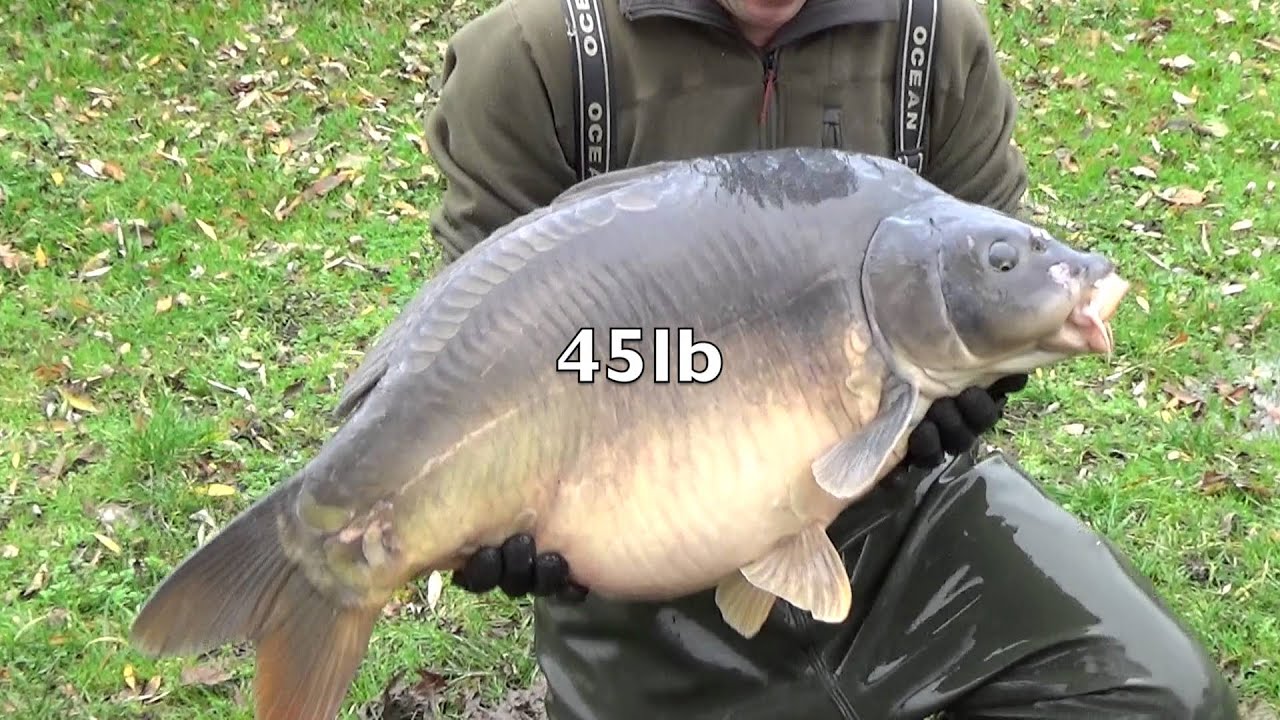 new zoo carp 2015 - YouTube