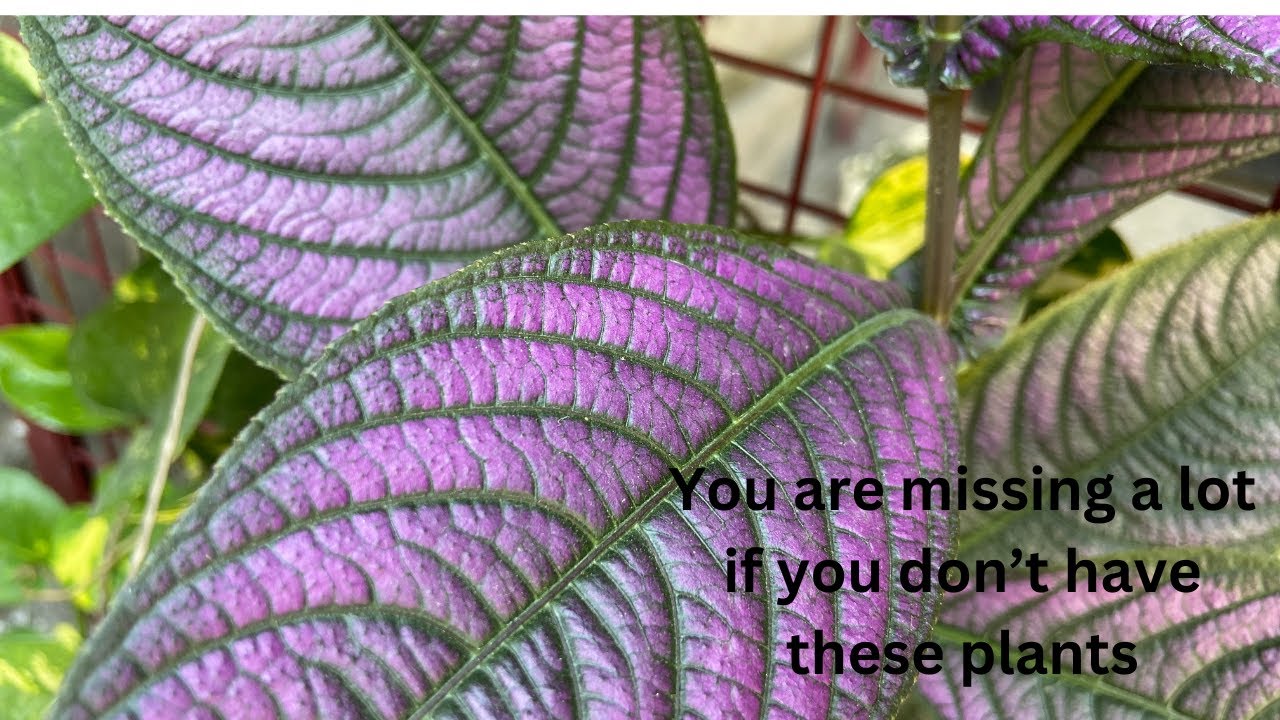 You are missing a lot if you don't have these plants | TheHeVlogs ...