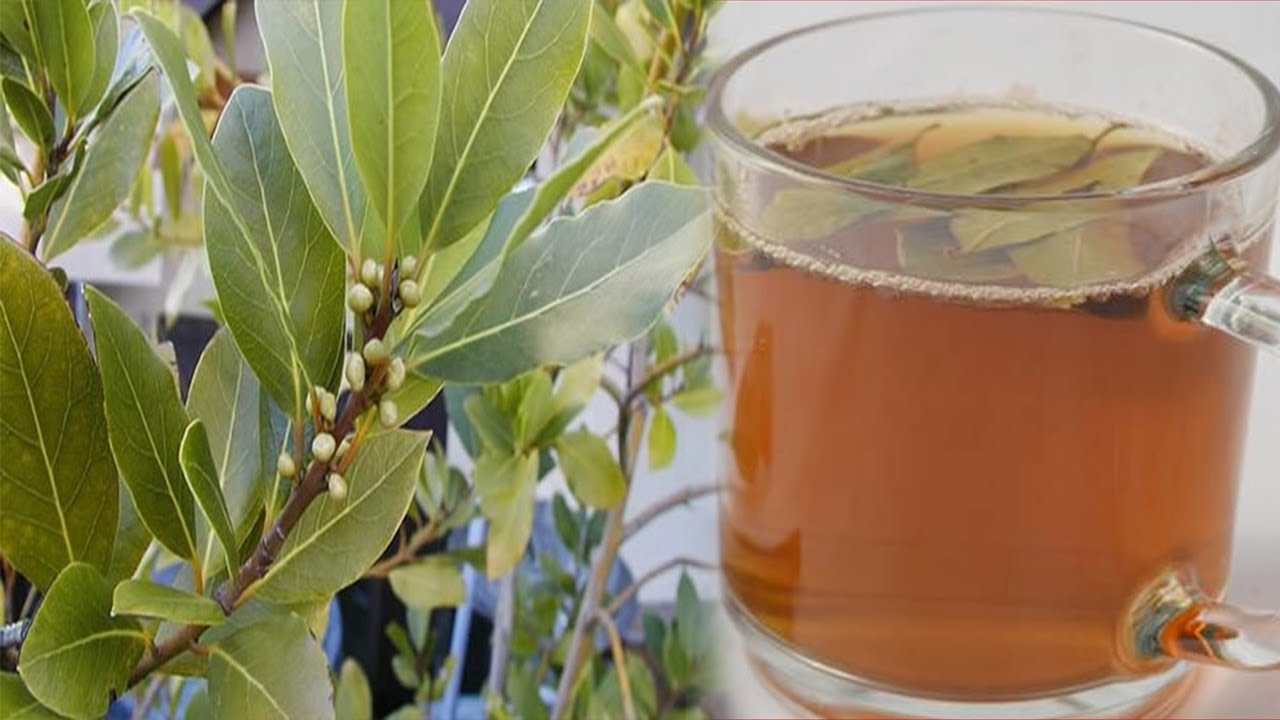 I zjeni dhe i pini. Gjethet e dafinës do ju shërojn nga këto sëmundje ...